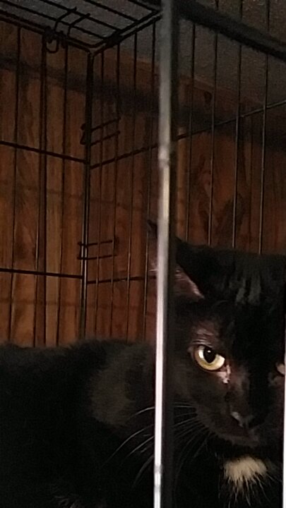 Animal Life Rescue in Gets A/C Unit & Quarantine Cages | The John and ...