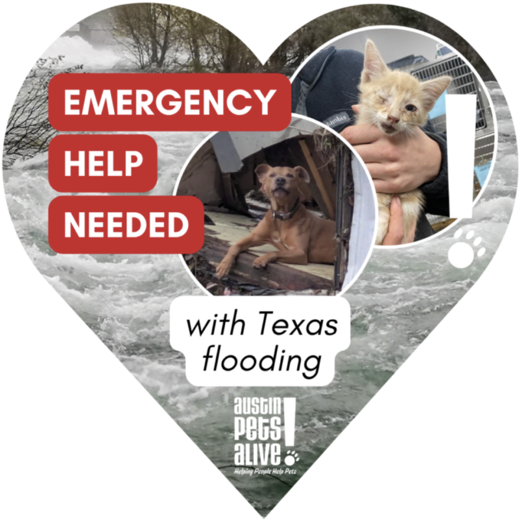 Rescuing Pets from Texas Flood Waters – Pets Alive Austin | The John ...